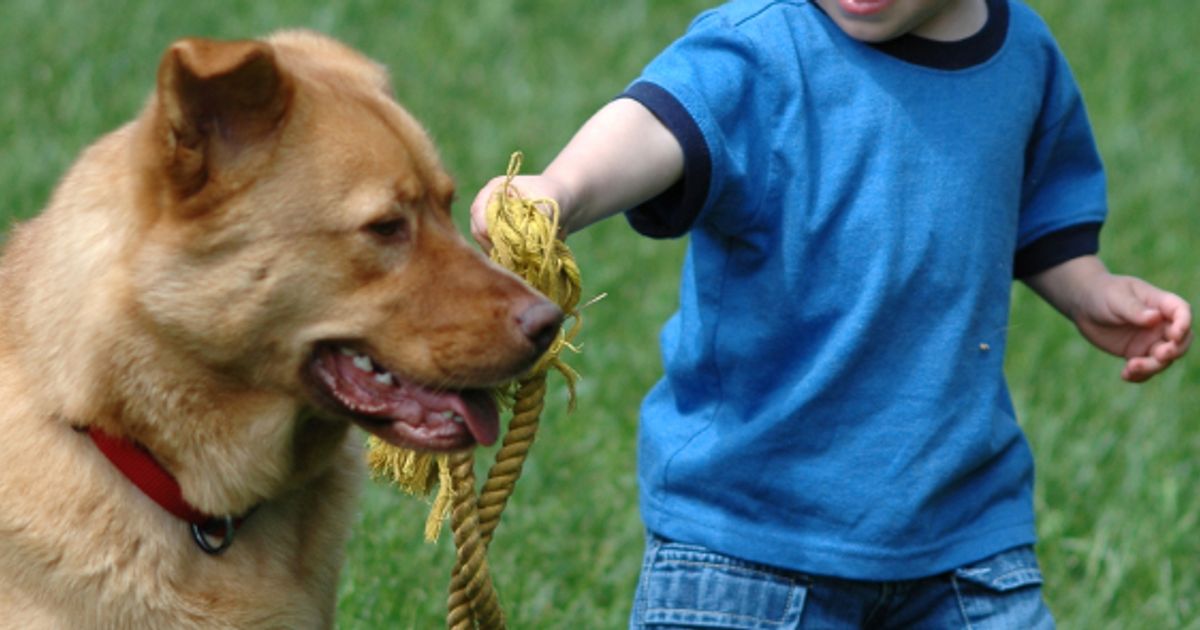 Keeping your toddler safe around animals - Today's Parent