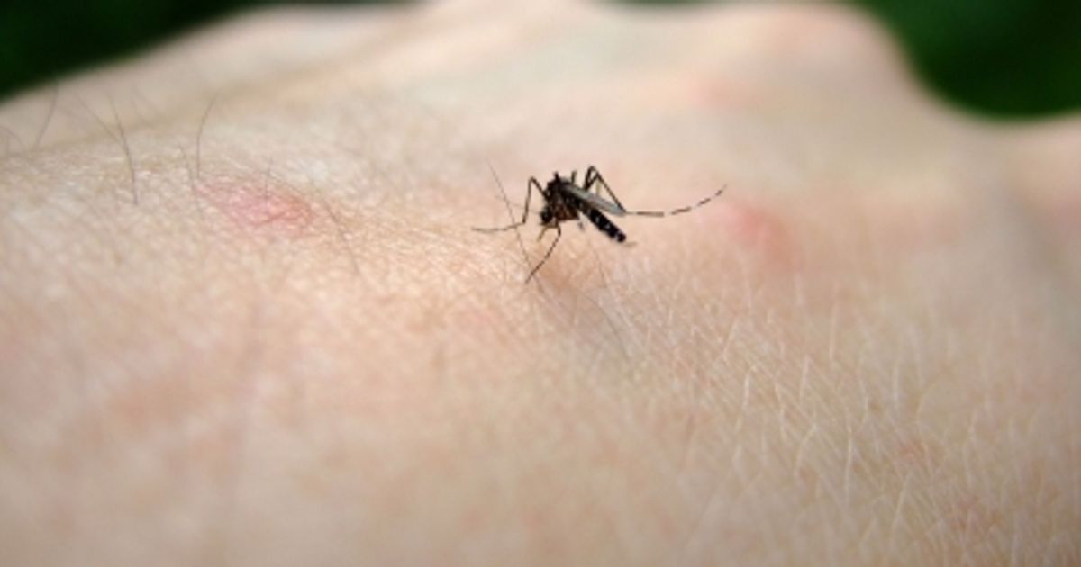 Insect bites - Today's Parent