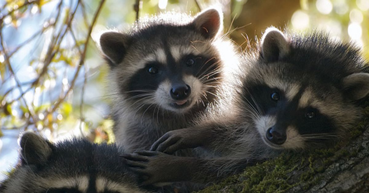 Raccoon rampage: It's war - Today's Parent