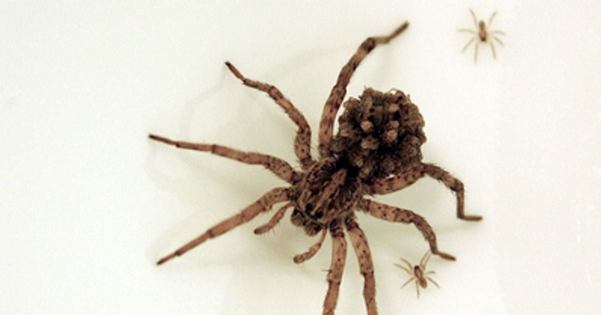 How many spiders are too many? - Today's Parent