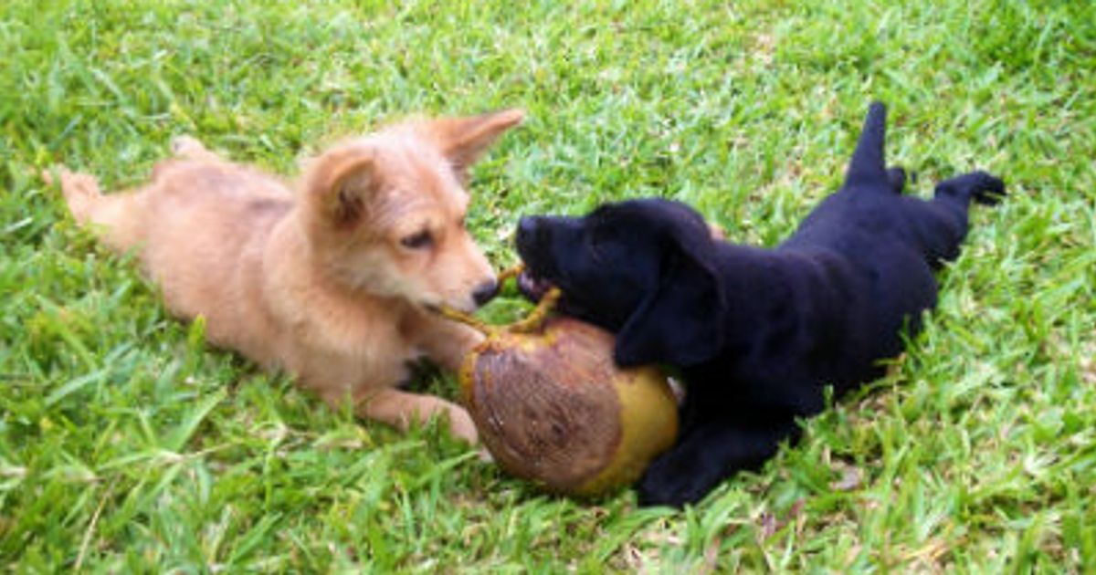 Can puppies prepare you for parenthood? - Today's Parent