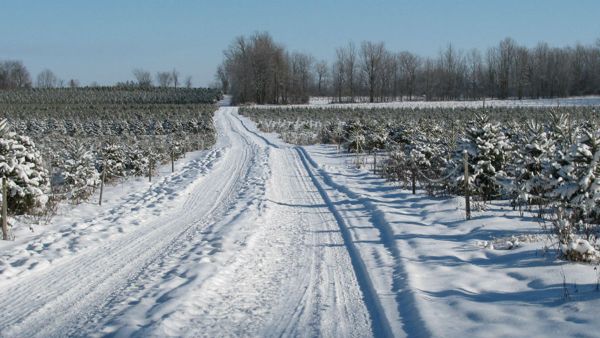 The best Christmas tree farms across Canada - Today's Parent - Today's ...