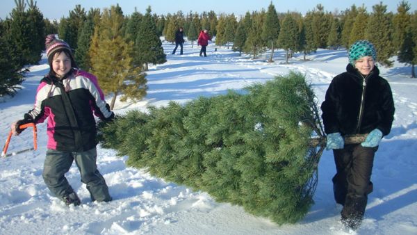 The best Christmas tree farms across Canada - Today's Parent - Today's ...