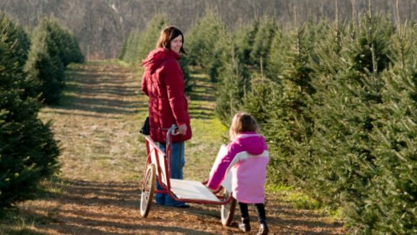 The best Christmas tree farms across Canada - Today's Parent - Today's ...