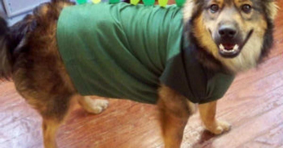 17 adorable DIY pet costumes for Halloween - Today's Parent