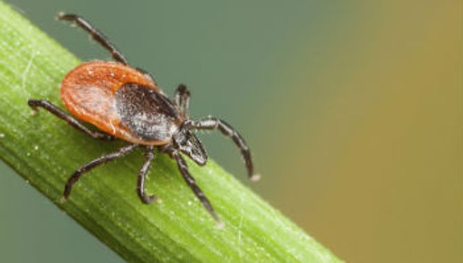 Ticks - Today's Parent