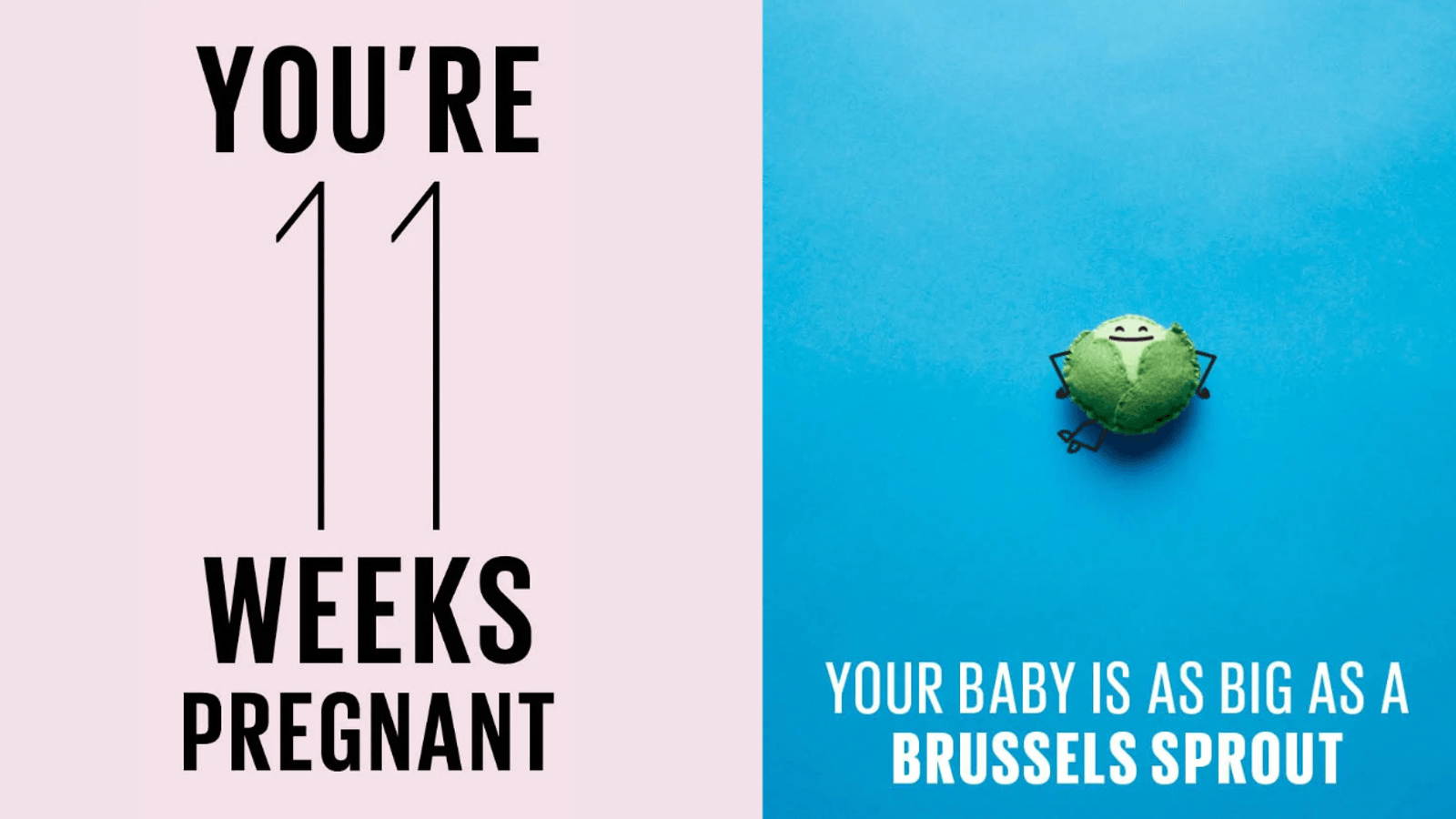 Pregnancy Week By 11