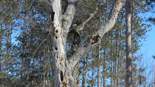 16 reasons to visit the Maple Trail in Muskoka - Today's Parent